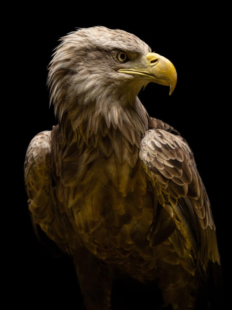 Chopard Alpine Eagle